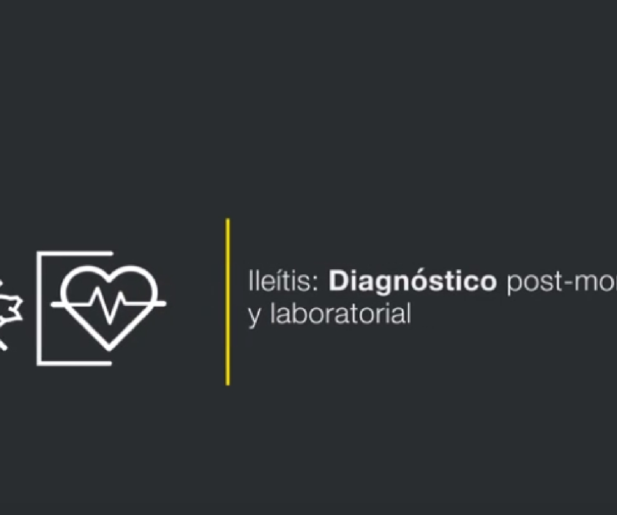 Ileítis Porcina - Ileitis